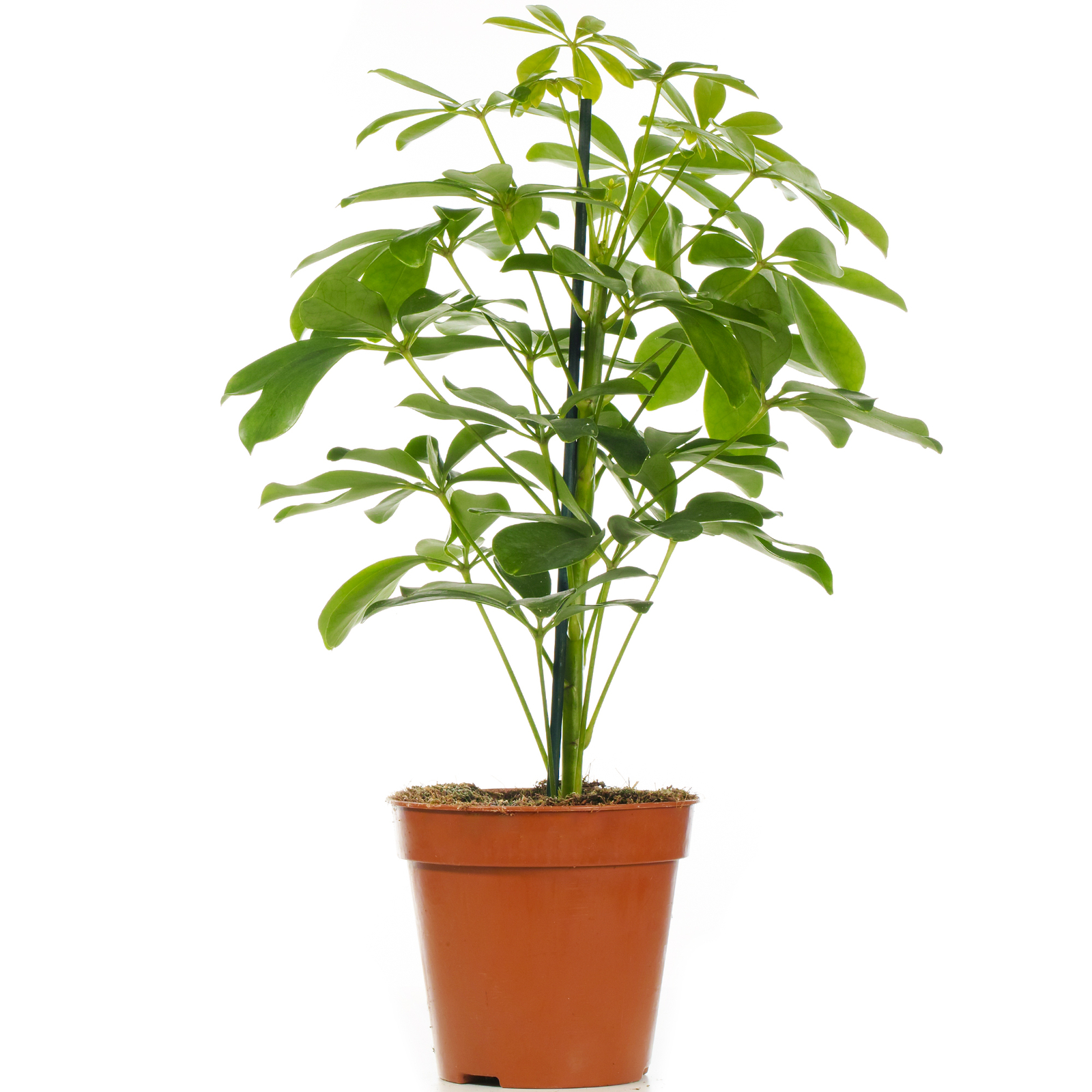 Schefflera Nora Dwarf Umbrella Indoor Houseplant (40-50cm Incl. Pot ...