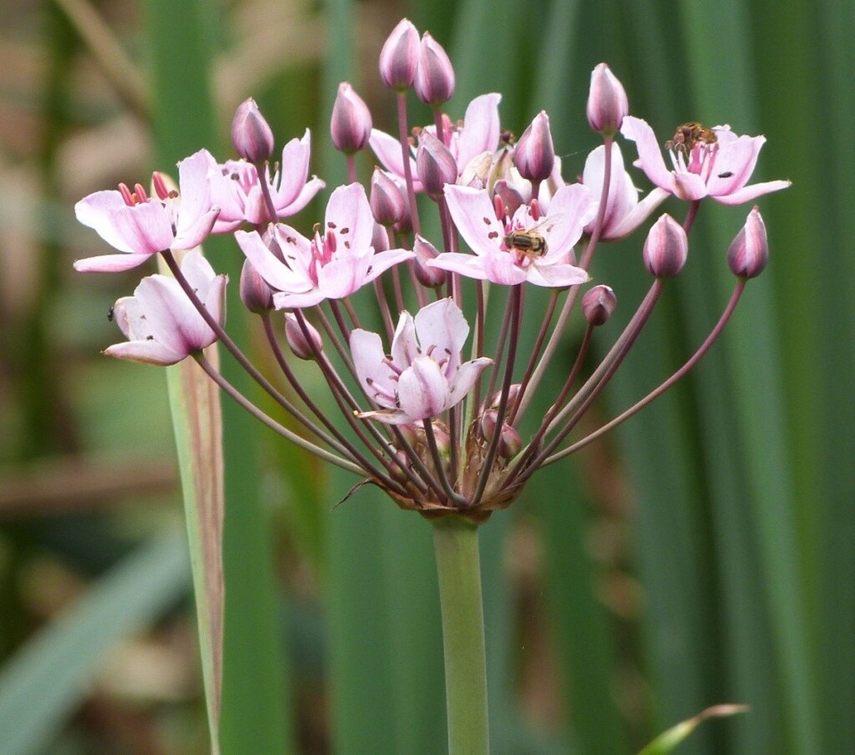 Various NATIVE BRITISH POND MARGINAL PLANTS water bog aquatic wildlife ...