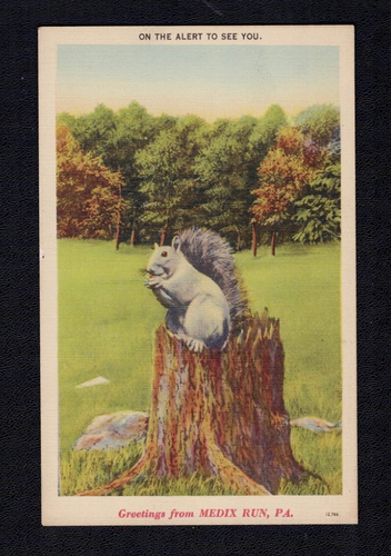 Medix Run PA Pennsylvania Squirrel Greetings Vintage Elk County ...