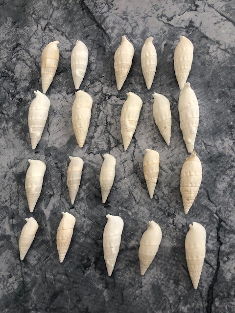 Lot of 20 Auger Spiral Sea Shells Sanibel Island, Florida - 1 1/4" - 2 ...