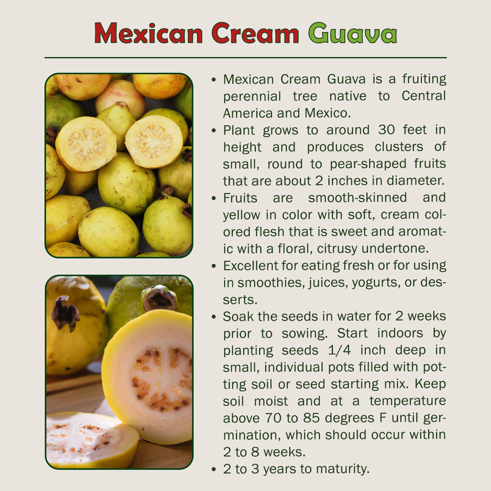 15 Organic Mexican Cream Guava Seeds, Heirloom, Non-GMO, Genuine USA | eBay
