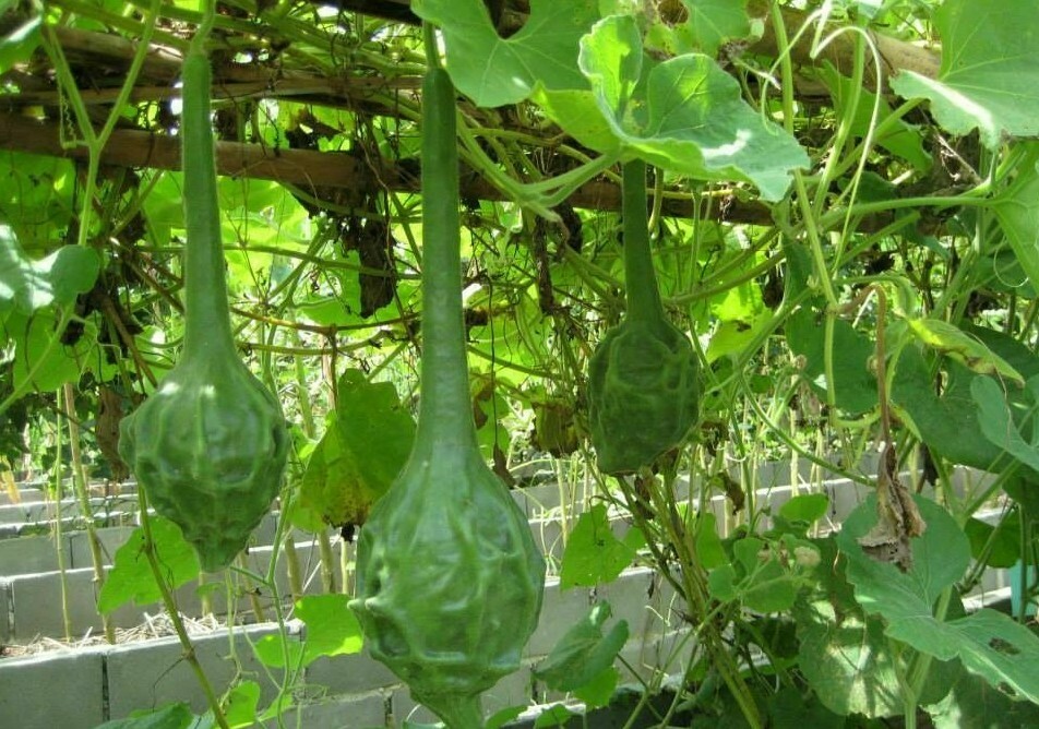 Caveman's Club Gourd Seeds 5 Dinosaur Maranka Squash USA SELLER FREE ...