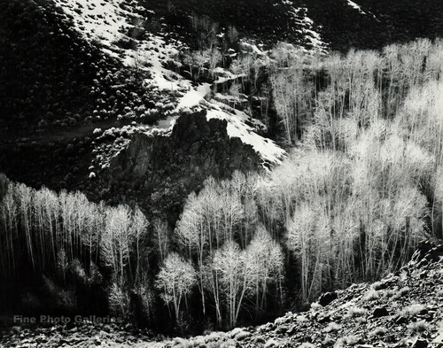 1959 Vintage PHILIP HYDE Aspen Trees Sierra Nevada Scape Photo Gravure ...