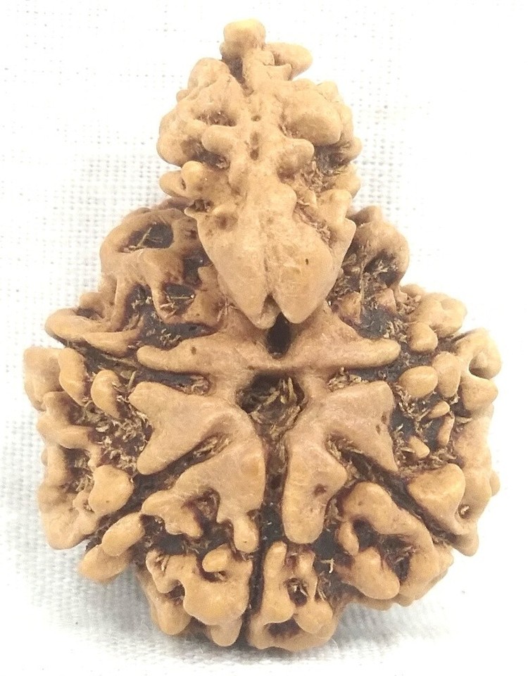Collector Naag Savar Rudraksha / 1 Mukhi - Nepal - IGL Certified | eBay UK