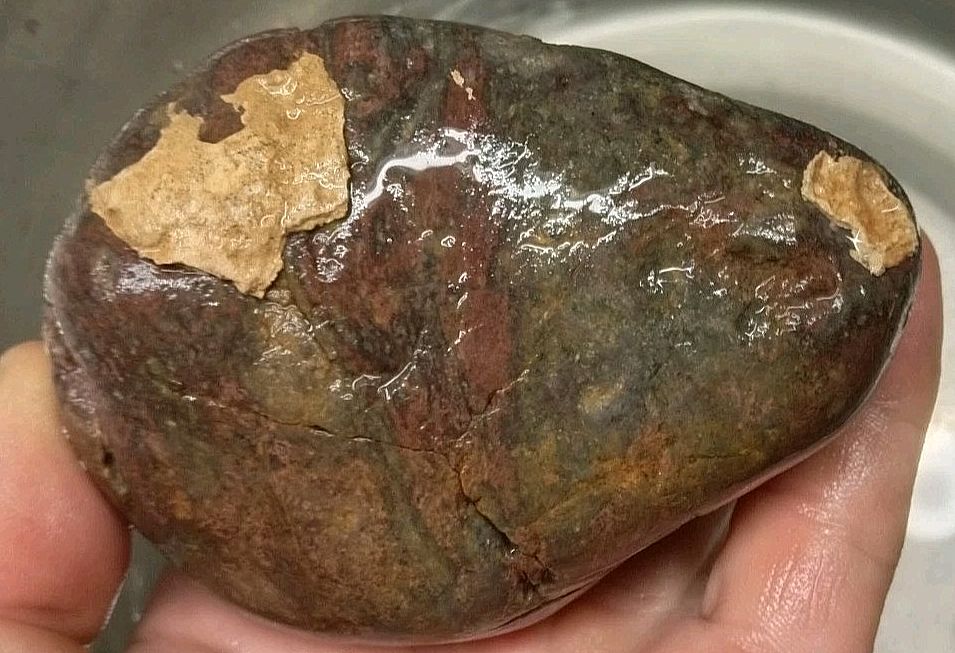 17.53 Oz. Colorado River DINOSAUR COPROLITE Arizona Fossil Lapidary | eBay