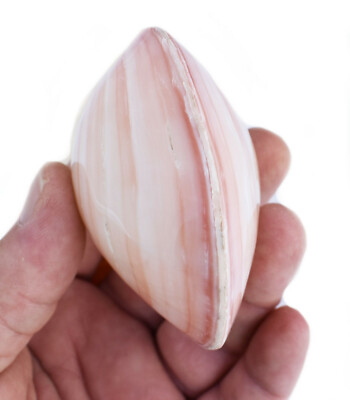 12 Polished Whole Tiger Clam Shells 3-4" (Top & Bottom) Beach Wedding ...