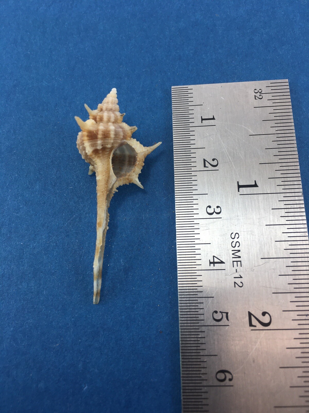 #2 Murex (Vokesimurex) rectirostris 42mm Taiwan | eBay