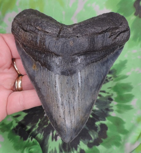 Megalodon Sharks Tooth 4 7/8" inch VERY NICE fossil sharks teeth tooth ...