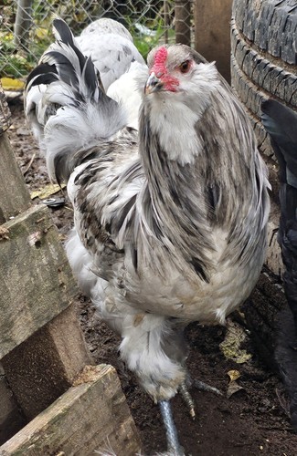 12+ F1 Olive Egger & Fibro EE Hatching Eggs | eBay