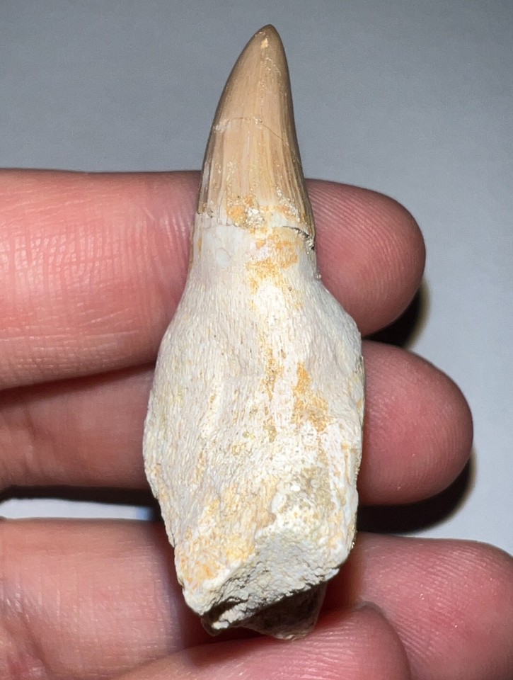 GAVIALIMIMUS MOSASAUR Fossil Tooth in Jaw Dinosaur Era Aquatic Reptile ...
