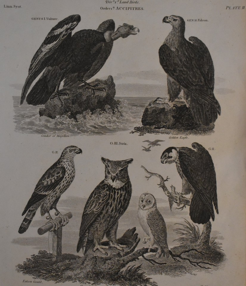 Linn Syst Ornithology Div 1st Land Birds Order 1 Accipitres Plate II ...