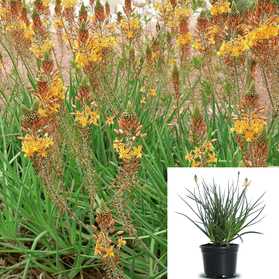 Bulbine Frutescens Orange 4inches Orange Bulbine Succulent Perennial ...