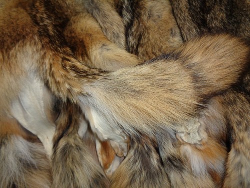 Tanned Eastern XXL Semi-Hvy Coyote Hide #1 Full Tail Grade/Furs ...