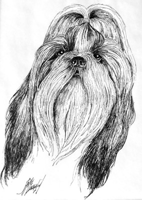 Laughlin 70s Pen Ink Pet Drawing Art MCM Retro 12x9” Dog Shih Tzu Puppy ...