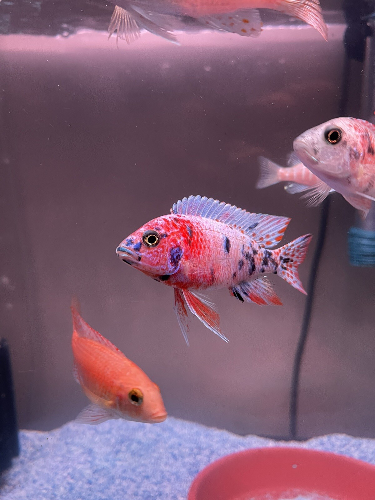 OB Dragon Blood Peacock cichlid unsexed juveniles 1-2inch-german line ...