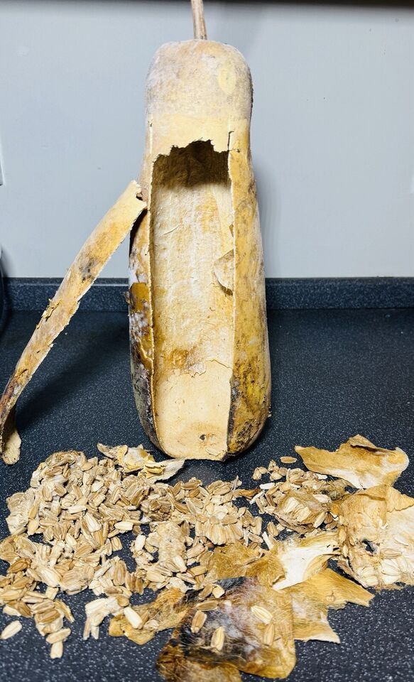 Bangladeshi Vegetable Lau Khodu Pani Kodu Gourd Seeds UK 20 Seeds Pack ...