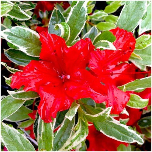 Dwarf Japanese Azalea Japonica Hot Shot | Semi-Evergreen Shrub | Pot ...