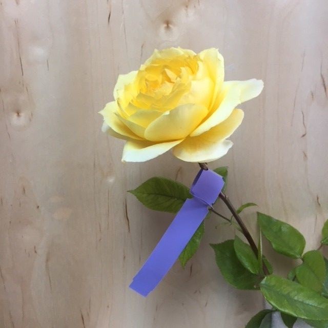 Wrap Around Plastic Nursery Garden Tree Labels Plant Tags LIGHT PINK 9 ...