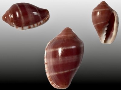 Marginellidae, Marginella rubrovittata, Coffe Bay, South Africa, 20,2 ...