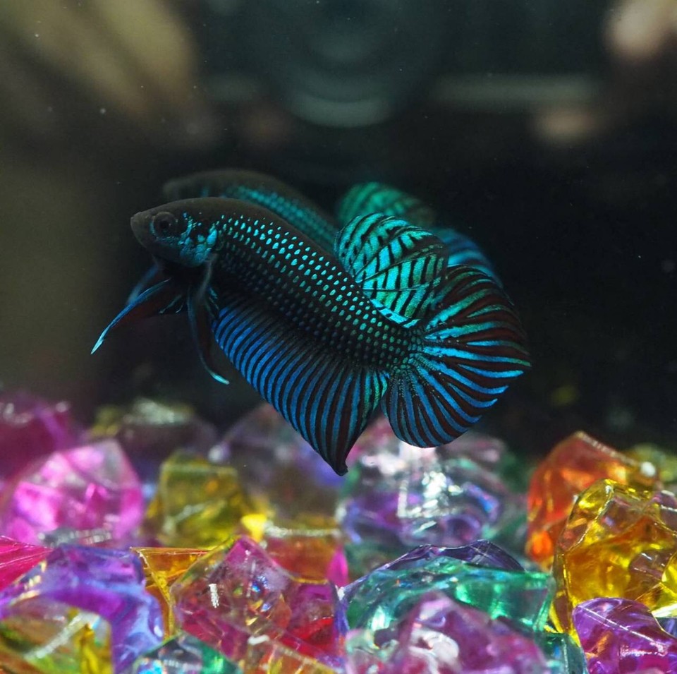 Wild Live Betta Fish Green Mahachai Male High Quality Grade Wild Betta ...