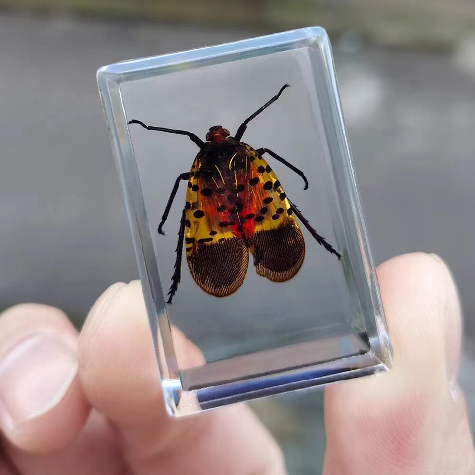 30 Pcs Insect Specimen Bugs in Resin Collection Paperweights Arachnid ...