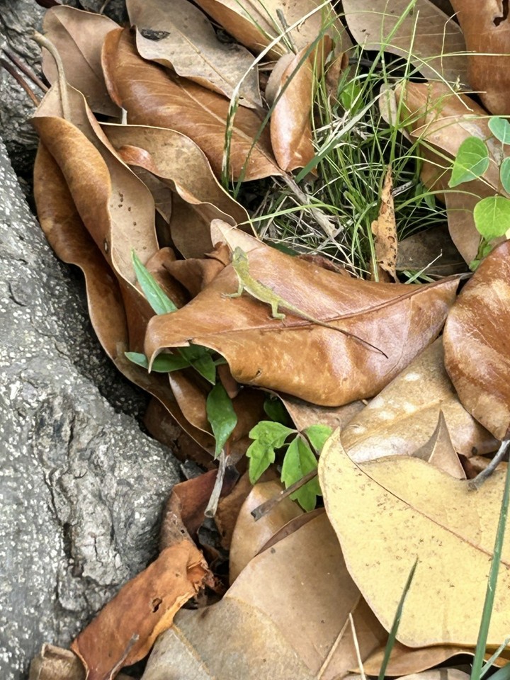 1 Gallon Magnolia Leaves – Natural, Clean, Bioactive Ready, Vivarium ...