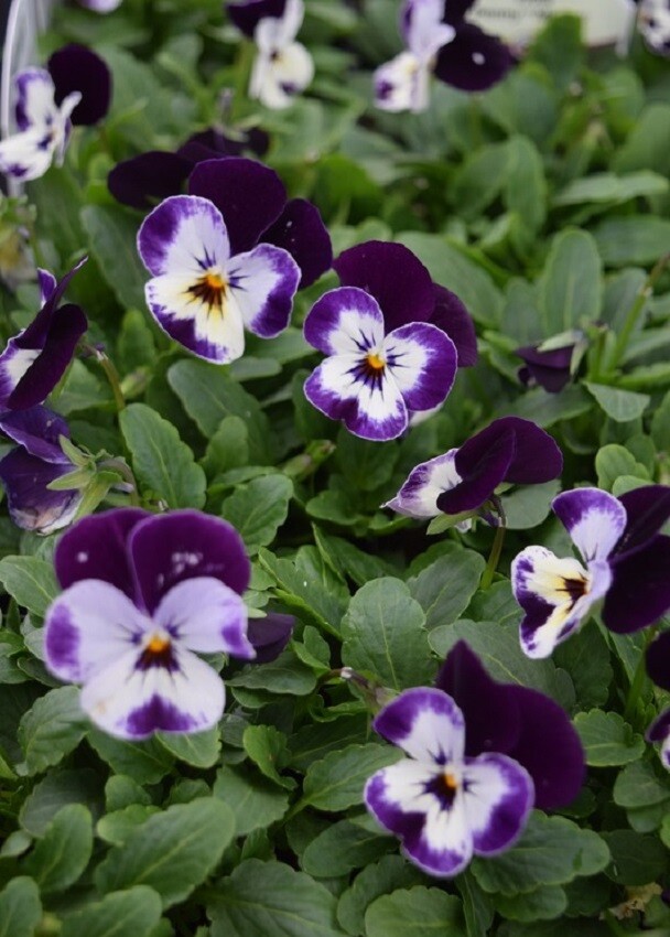 Viola Seeds 25 Penny Mickey Viola Cornuta Seeds | eBay