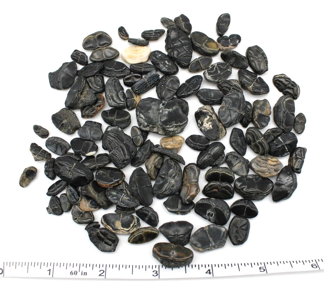 Puffer Fish Teeth Fossil