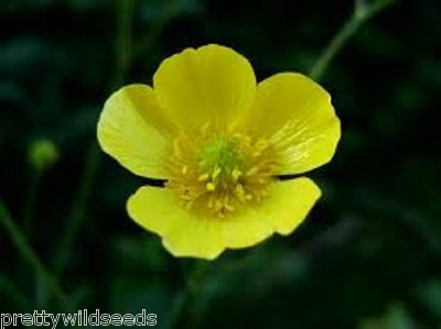 MEADOW BUTTERCUP SEEDS Ranunculus acris wildflower Seeds 10g - 2kg bulk ...