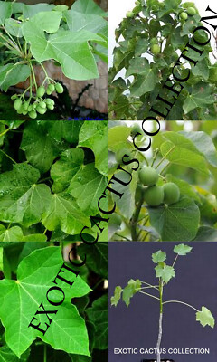 Organic Jatropha Curcas LEAF Physic Nut barbados plant bush biodisel 25 ...