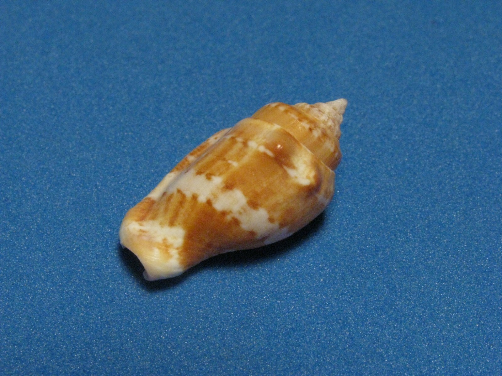 Strombus mutabilis Swainson, 1821 "GOLD VARIANT" (24.5mm) | eBay