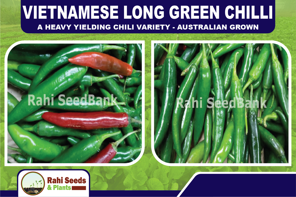 Vietnamese Green Peppers