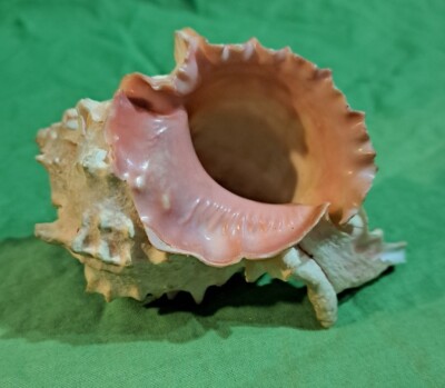 Spikey Conch Shell~4.25" length (B16) | eBay