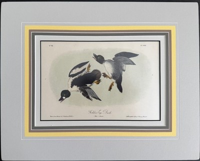 406 Audubon Original Octavo Golden Eye Duck, 2nd edition, matted | eBay