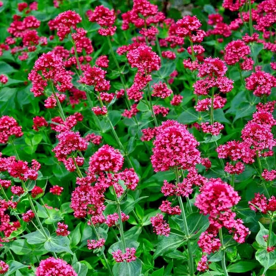 100 x Red VALERIAN Centranthus Ruber Herb SEEDS – Quality UK Seed Fast ...