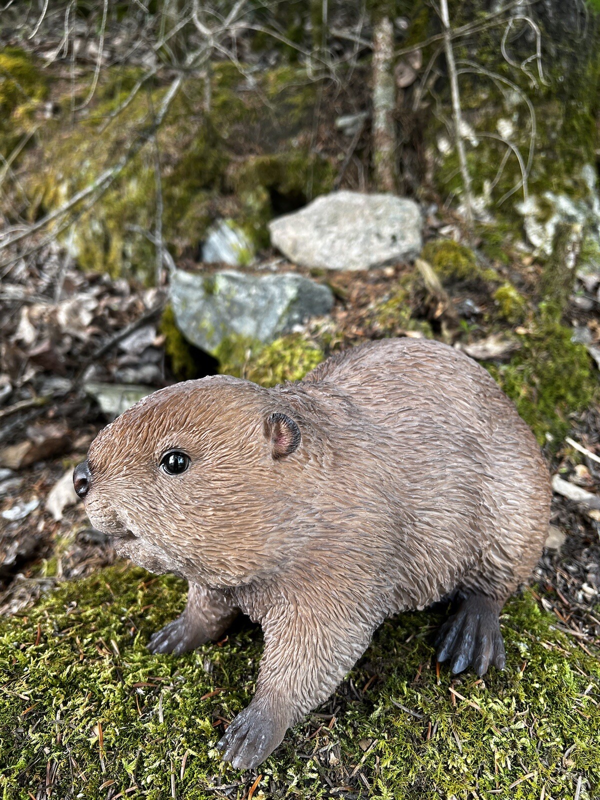 Baby Beaver Tail