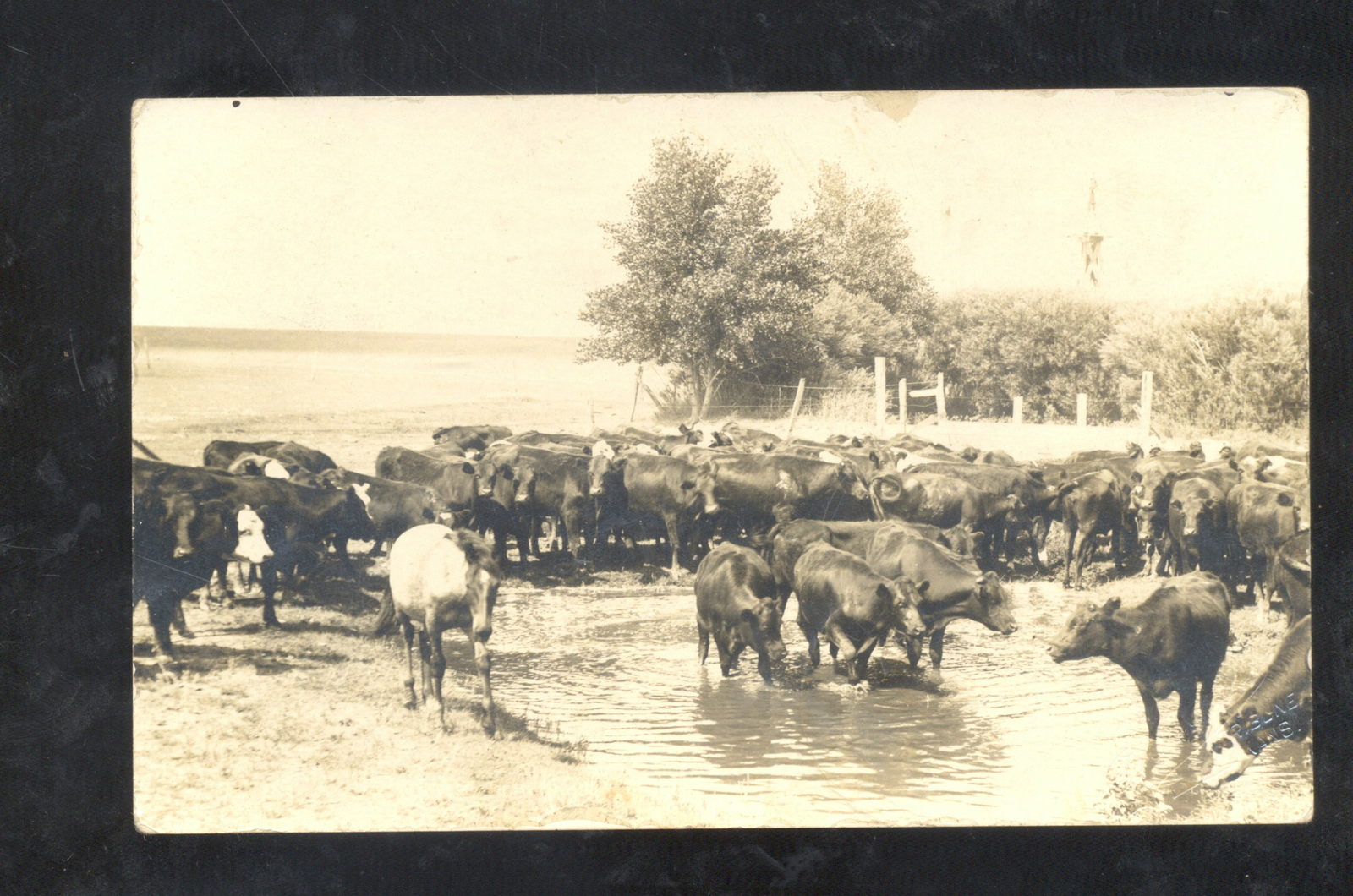 RPPC TRIBUNE KANSAS FARM SCENE COWS IN WATER VINTAGE REAL PHOTO ...