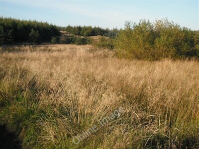 Photo 6x4 Wetland, Luckenburn Longriggend Waterlogged land beside the ...