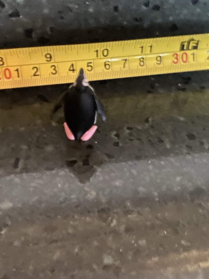 Chinstrap Penguin Ramp Walker | eBay