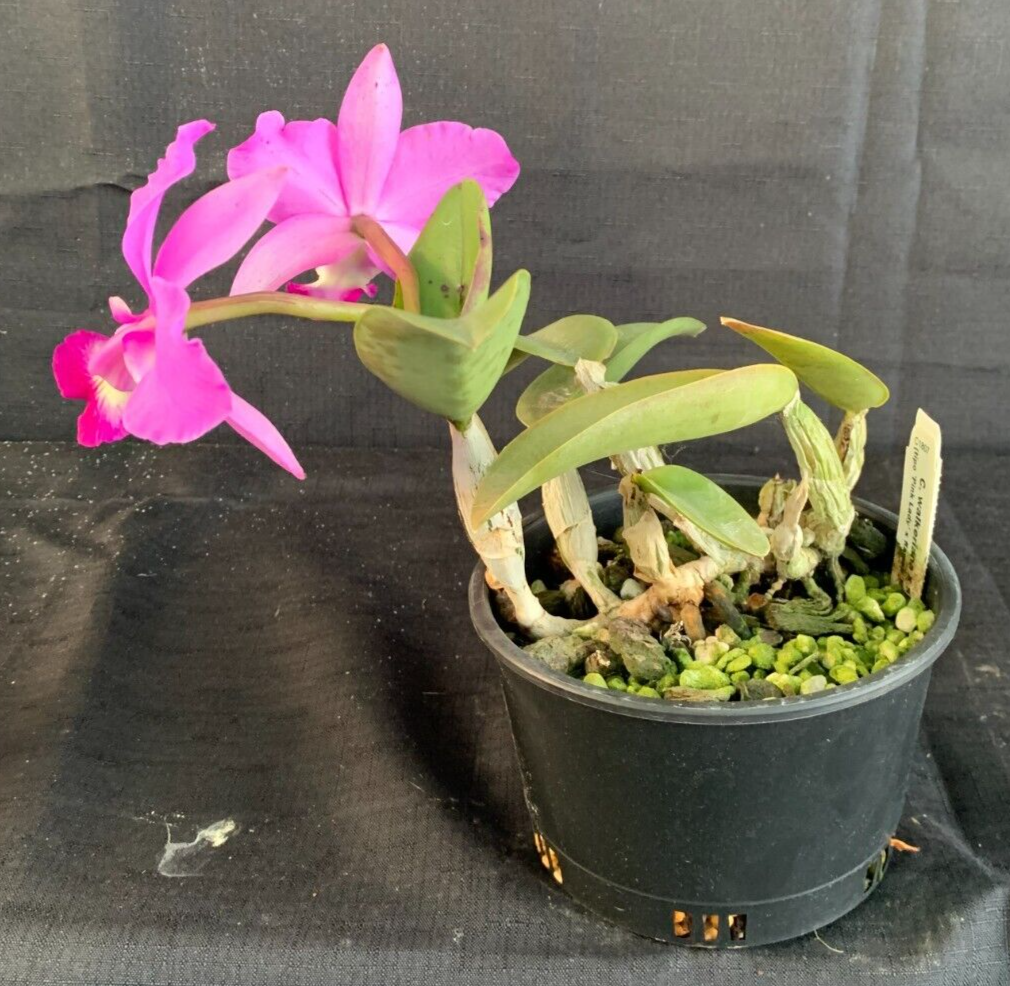RON Cattleya Orchid Special Quality Div C. walkeriana ('Pink Lady' x ...