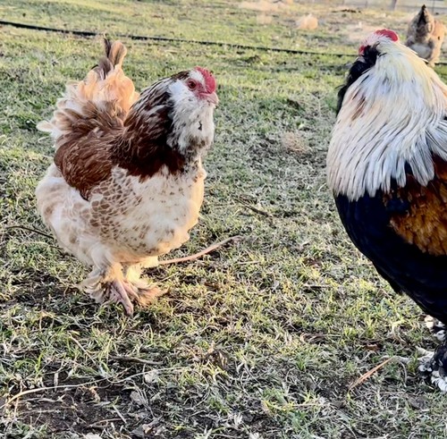 6+ Assorted Chicken Eggs Ameraucanas, Easter & Olive, Salmon Faverolles ...