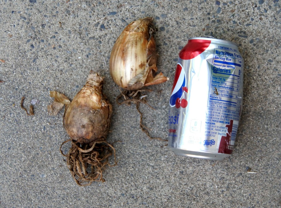 Set of 2 or 3 Amaryllis Belladonna Bulbs Lily Pink Naked Ladies Plant ...