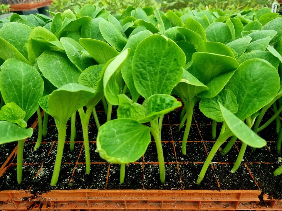 Pumpkin Small Plug Plants Grow Your Own Vegetables Ready to Plant Now ...