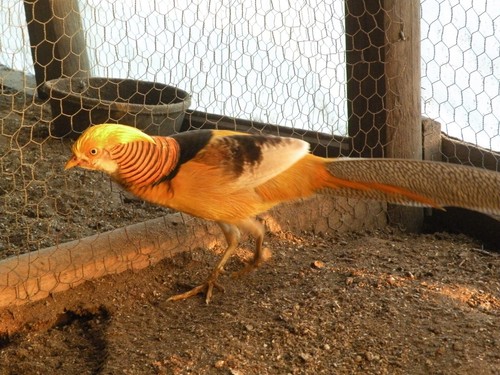 8 FERTILE YELLOW, RED GOLDEN AND LADY AMHERST PHEASANT HATCHING EGGS ...