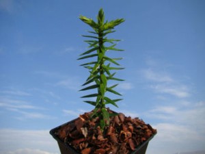 strong Monkey Puzzle Tree, ARAUCARIA ARAUCANA, evergreen, bonsai ...
