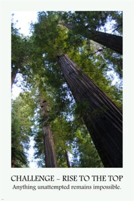 tall trees forest inspirational poster 20x30 CHALLENGE RISE TO THE TOP ...