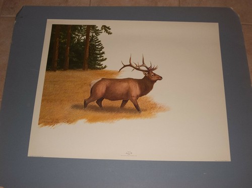 1971 HARRY ANTIS PRINT AMERICAN ELK WAPITI S/N 294/500 NORTH AMERICAN ...