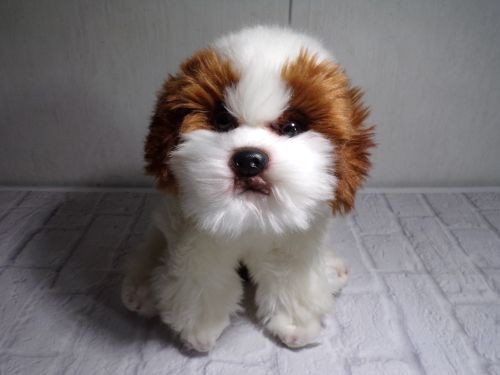 The Bearington Collection Realistic Shih Tzu Puppy Dog Plush 10 ...