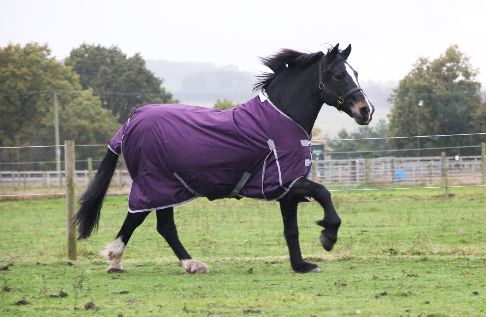 No Fill Lightweight Horse Rug Turnout Horse Rug Standard Neck 600D ...