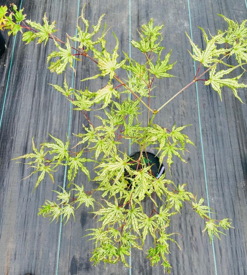 Acer palmatum 'First Ghost' (First Ghost Japanese Maple) | eBay